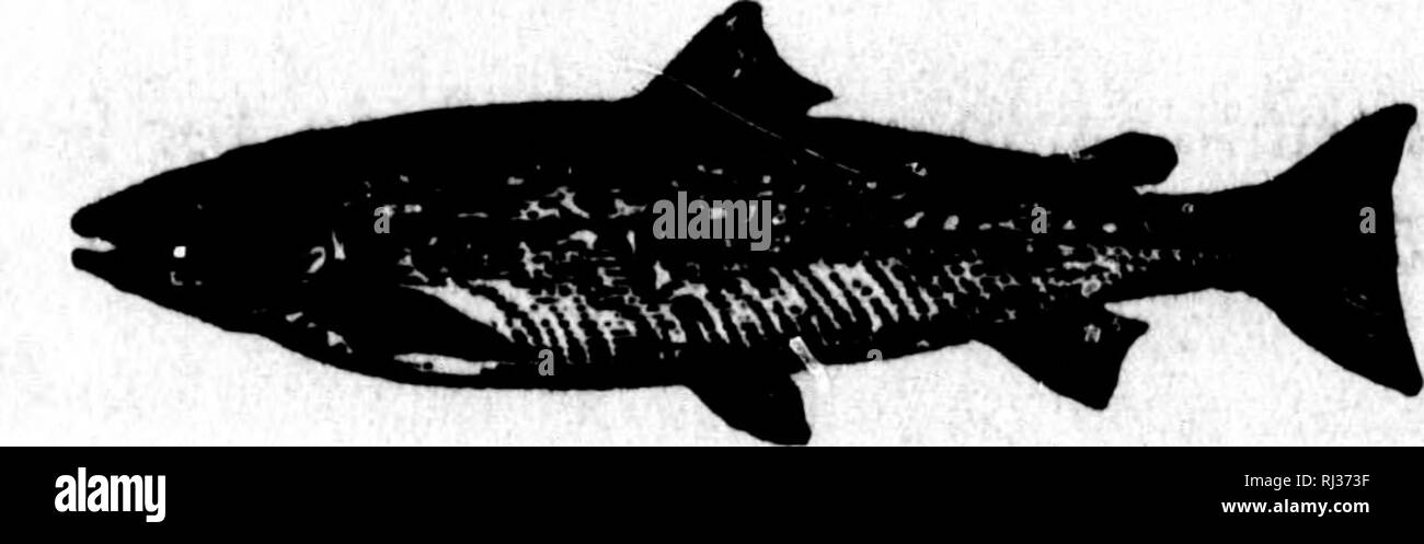 Poisson bout de poisson Black and White Stock Photos & Images - Alamy