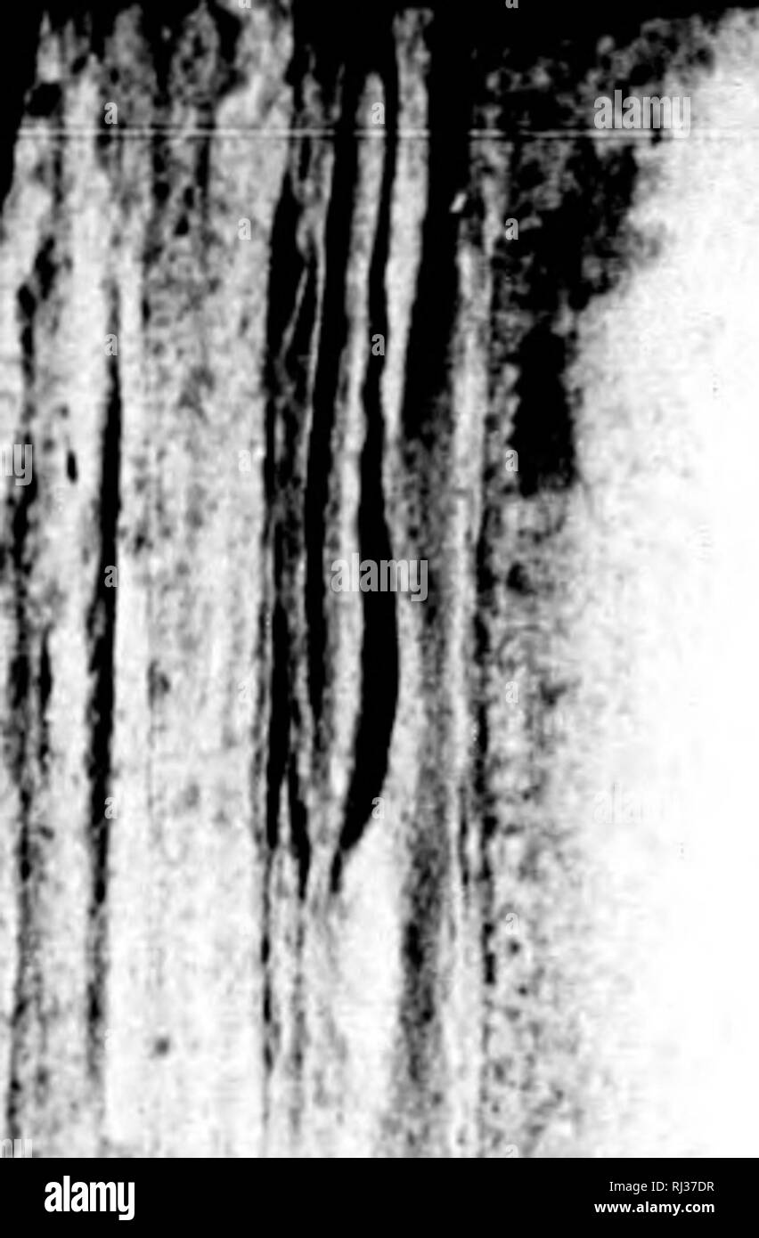 Autour du nid Black and White Stock Photos & Images - Alamy