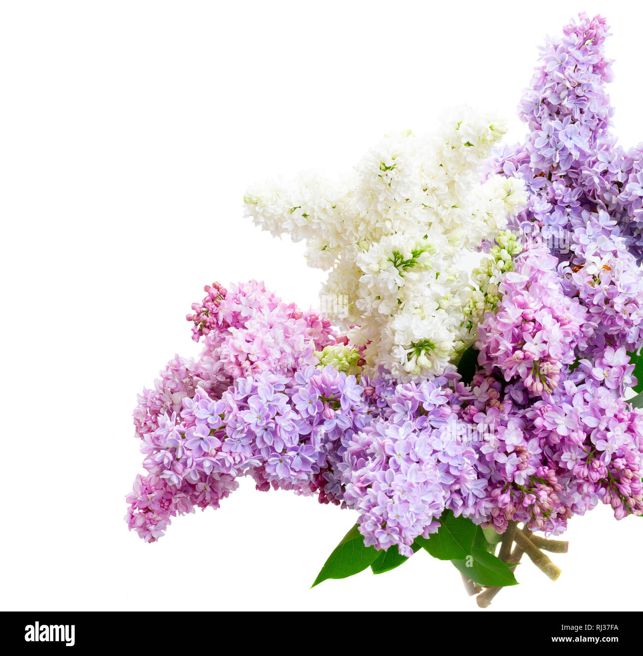 Lilac flowers on watercolor hi-res stock photography and images - Alamy