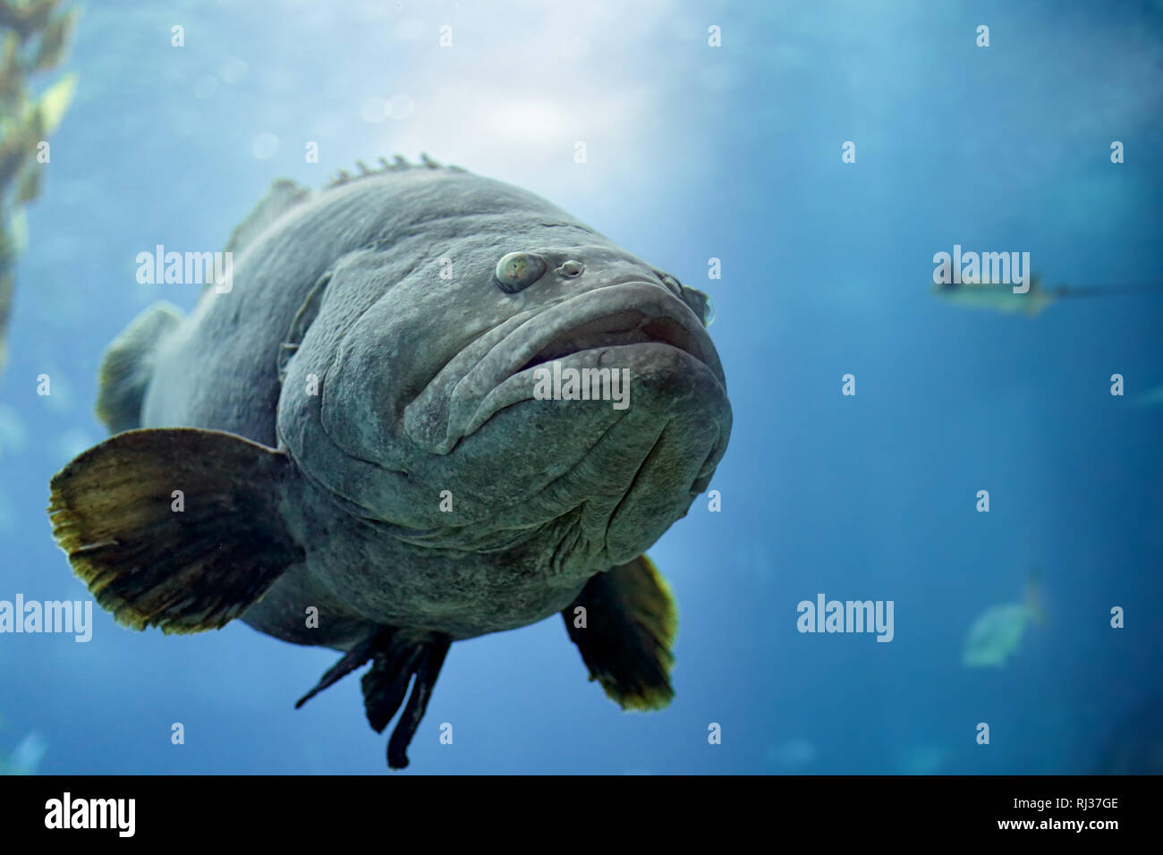 Old big white grouper closeup. Aquarium photo Stock Photo - Alamy