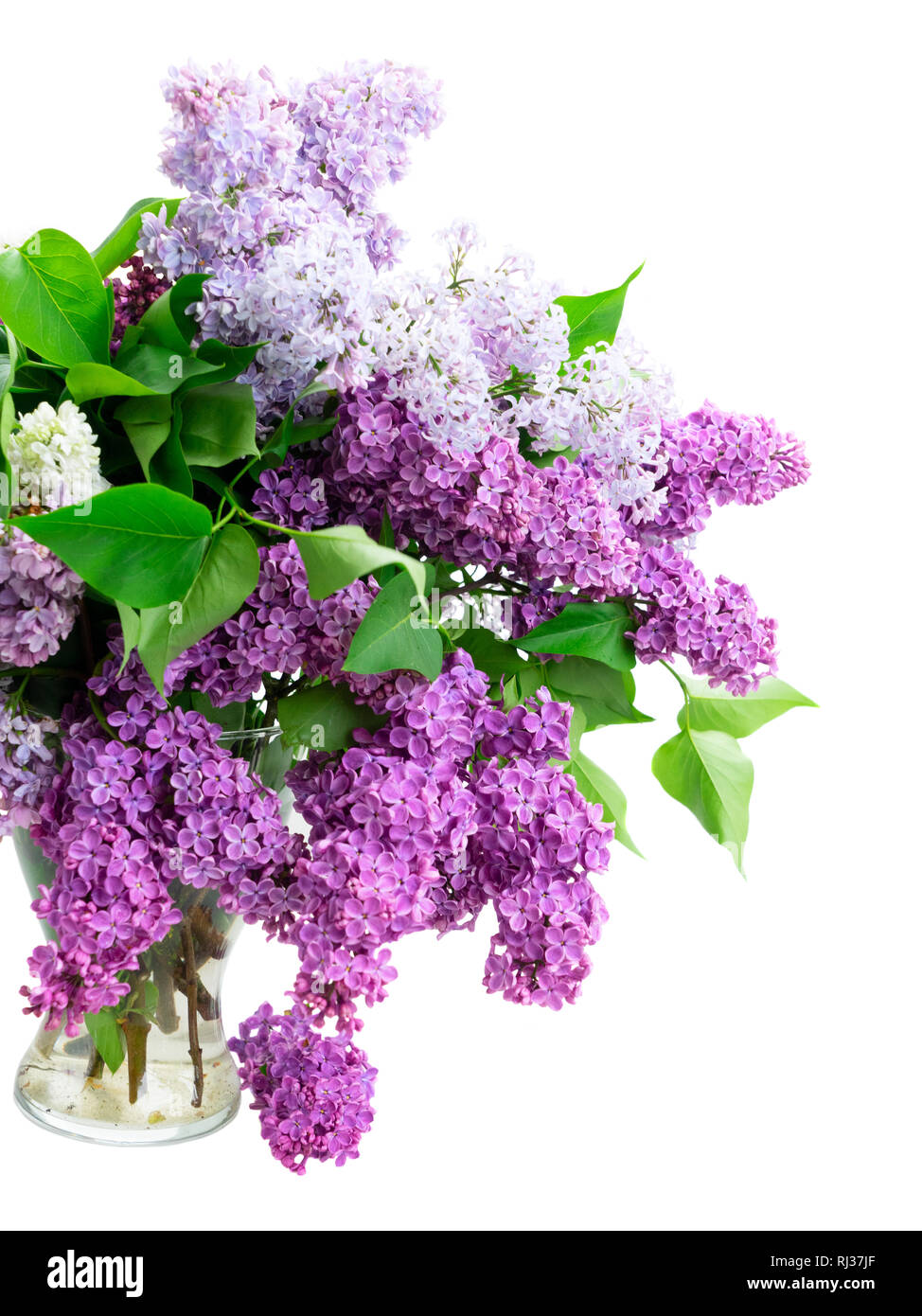 Fresh lilac flowers Stock Photo - Alamy