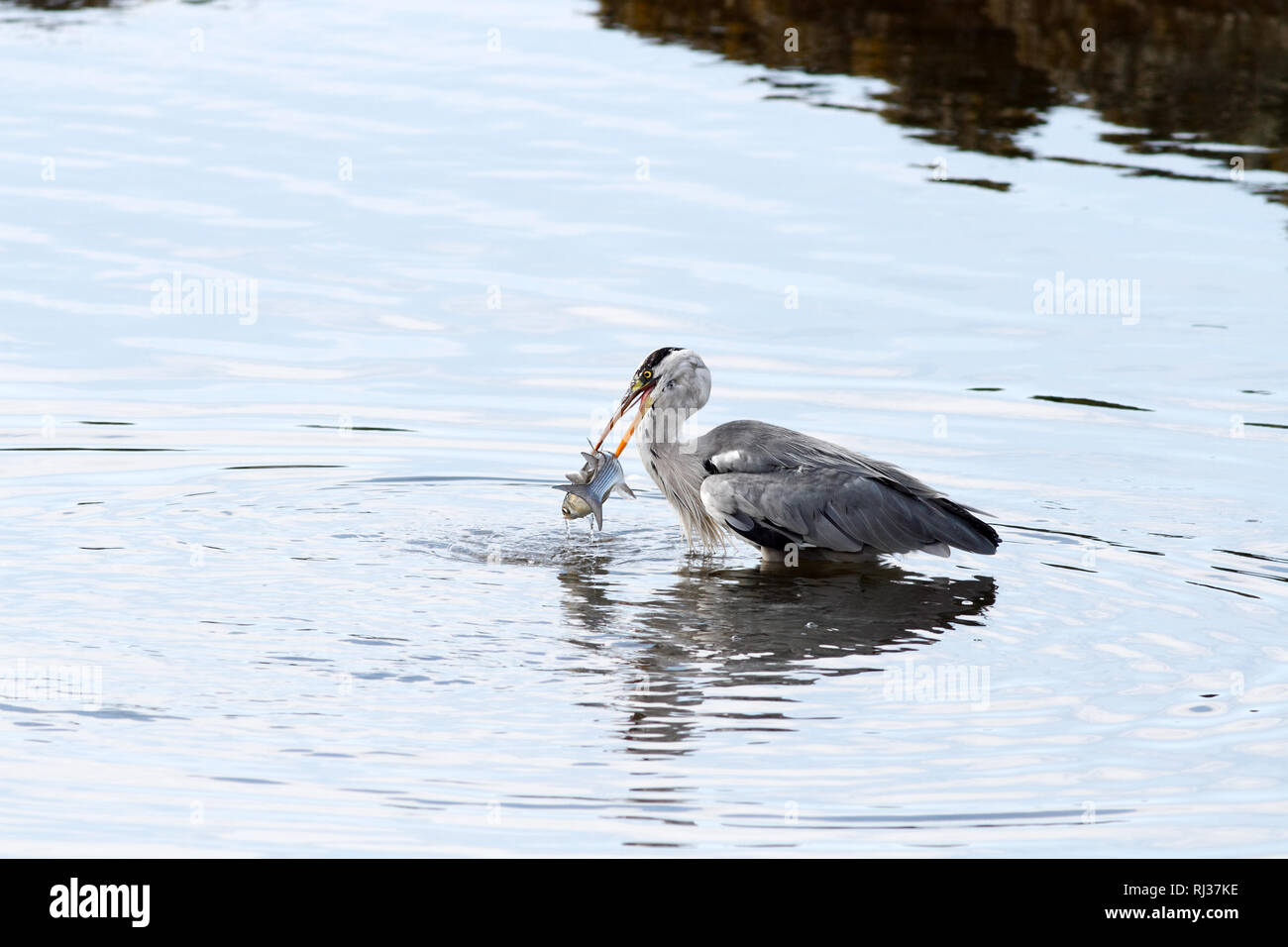 Mullet river hi-res stock photography and images - Alamy