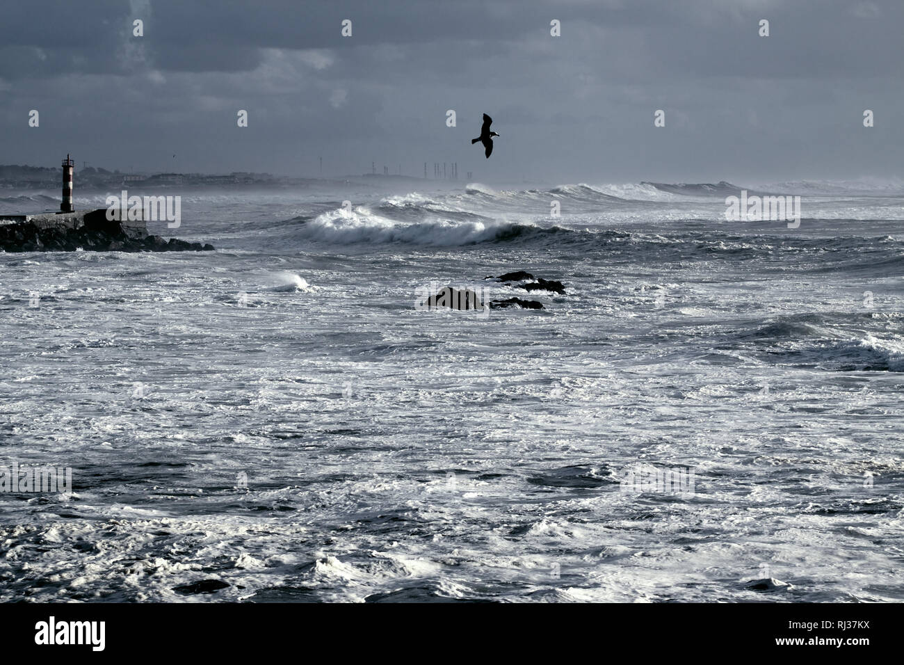 Sad seagull hi-res stock photography and images - Alamy