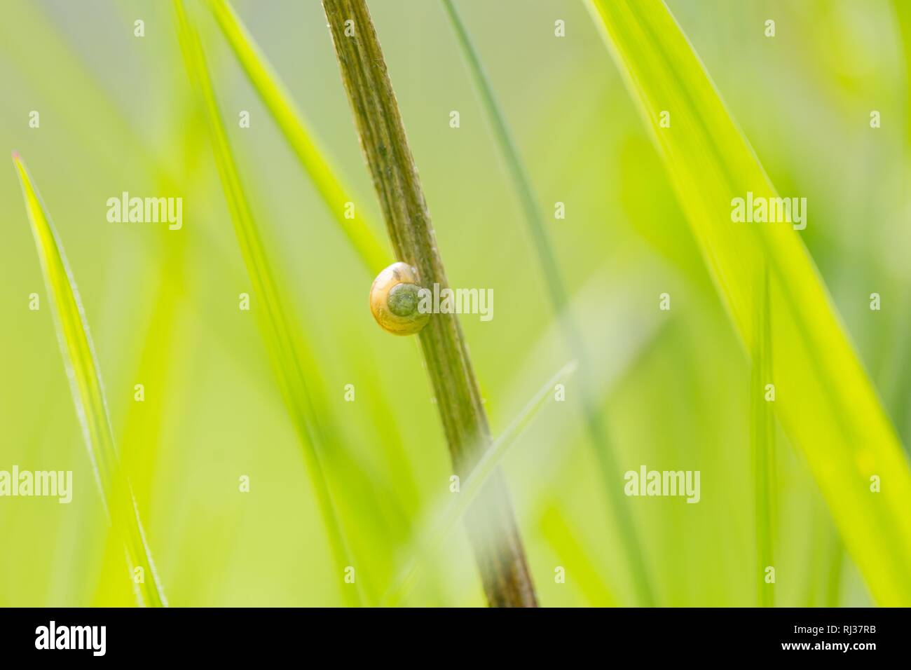 Snail sleeping on plant. Close up of snail shell sticked to the plant ...