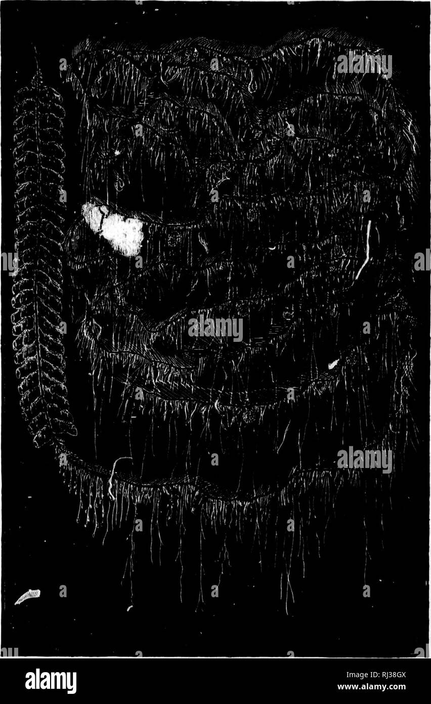 . The sea [microform] : its stirring story of adventure, peril ...