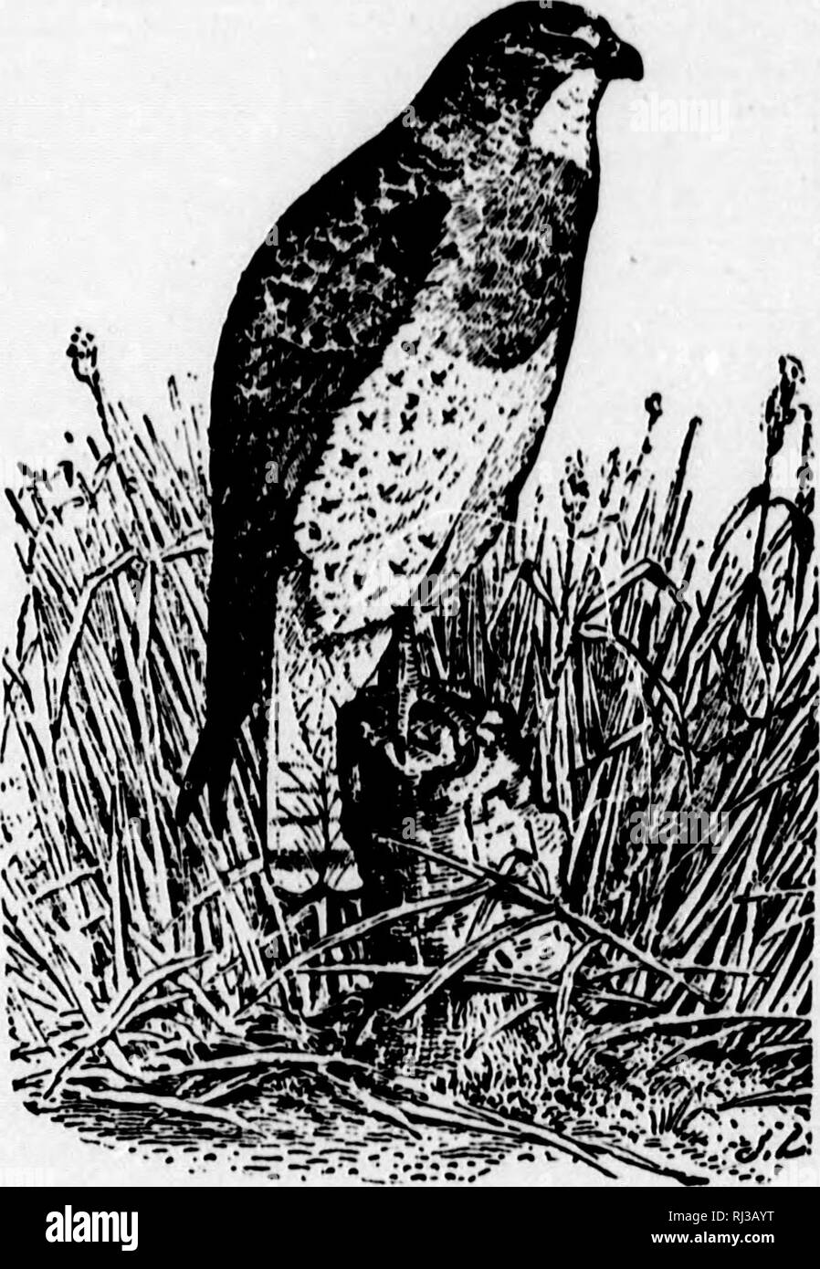 Muskrat Lodge Drawing