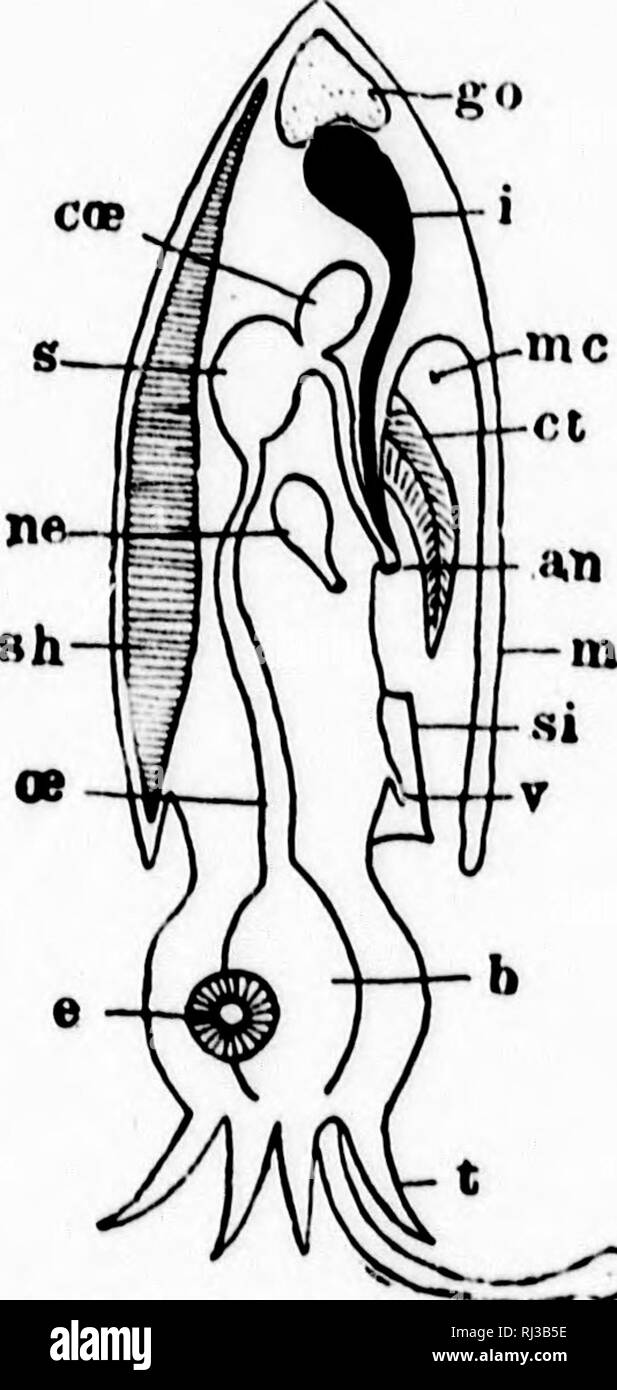 . A textbook of invertebrate morphology [microform]. Invertebrates ...