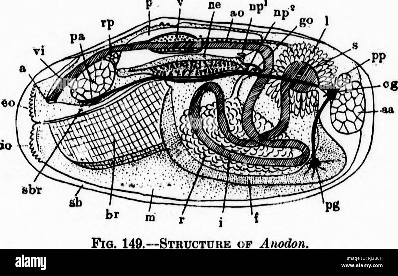 . A textbook of invertebrate morphology [microform]. Invertebrates ...