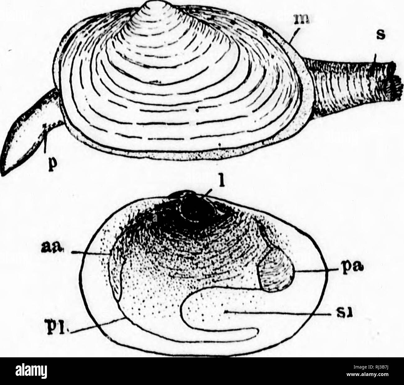 Venus fig Black and White Stock Photos & Images - Alamy