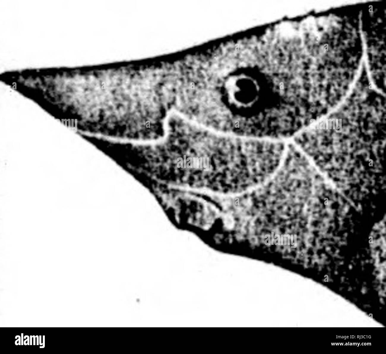 . The fishes of North and Middle America [microform] : a descriptive ...