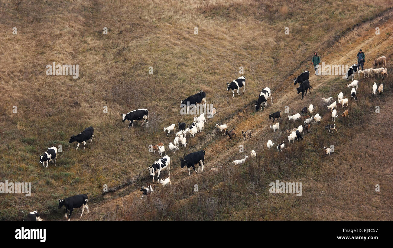 Aerial view cows walking hi-res stock photography and images - Alamy