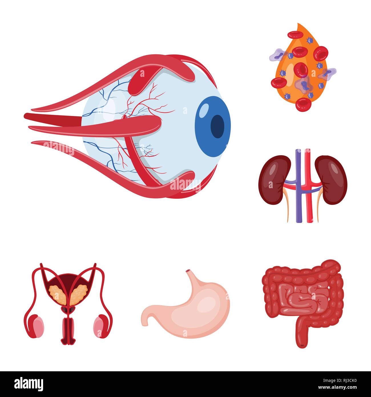 eyeball,blood,kidney,urinary,stomach,eye,plasma,system,digestive,cornea ...