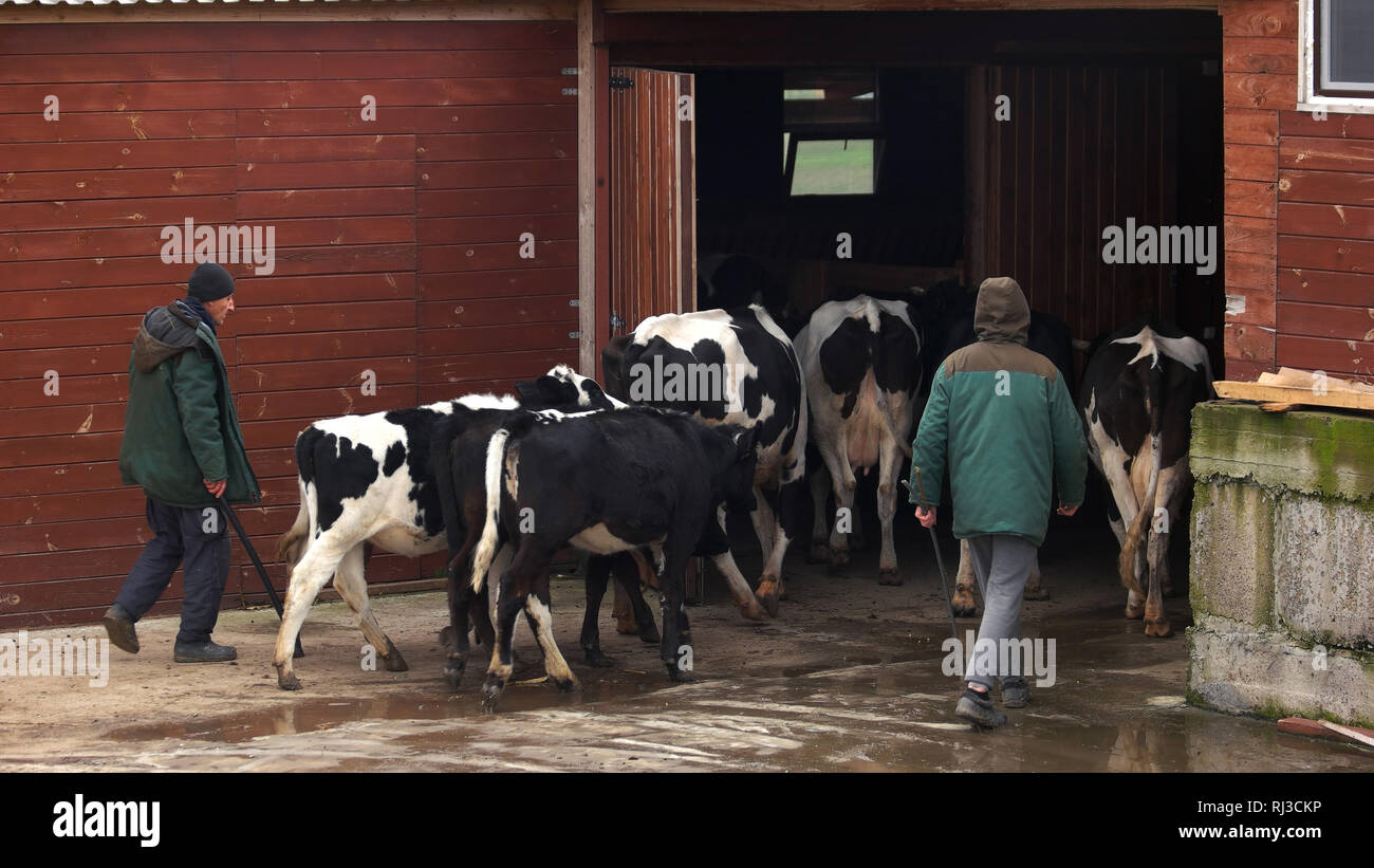 Cattle at breeding farm Stock Photo - Alamy