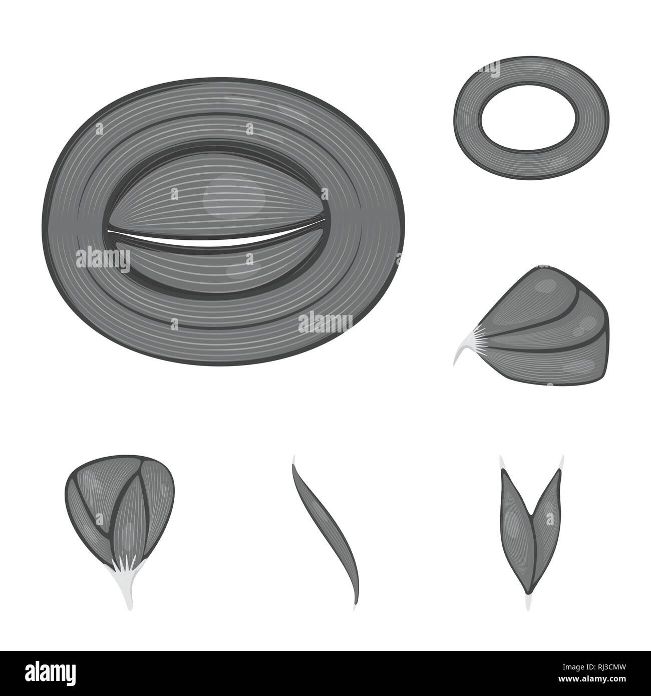 Vector design of human and body sign. Collection of human and cells ...