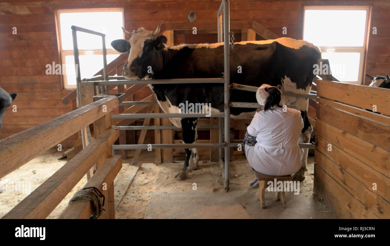 Cow milking process on modern farm Stock Photo - Alamy