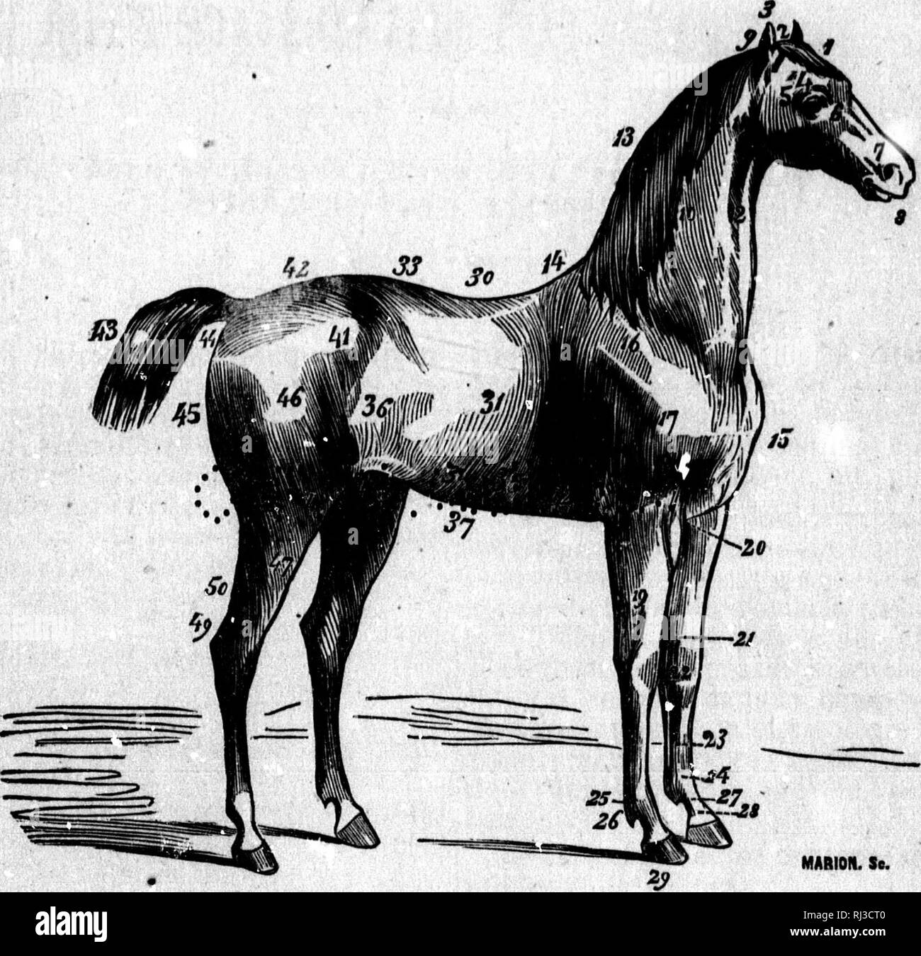 Parties du corps anatomie Black and White Stock Photos & Images - Alamy