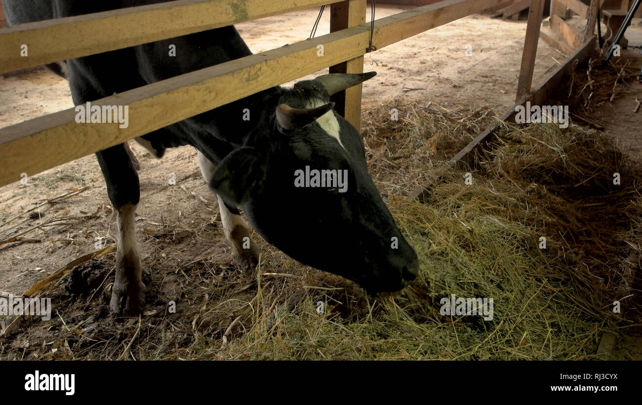 Close up cow eating hay at farm Stock Photo - Alamy