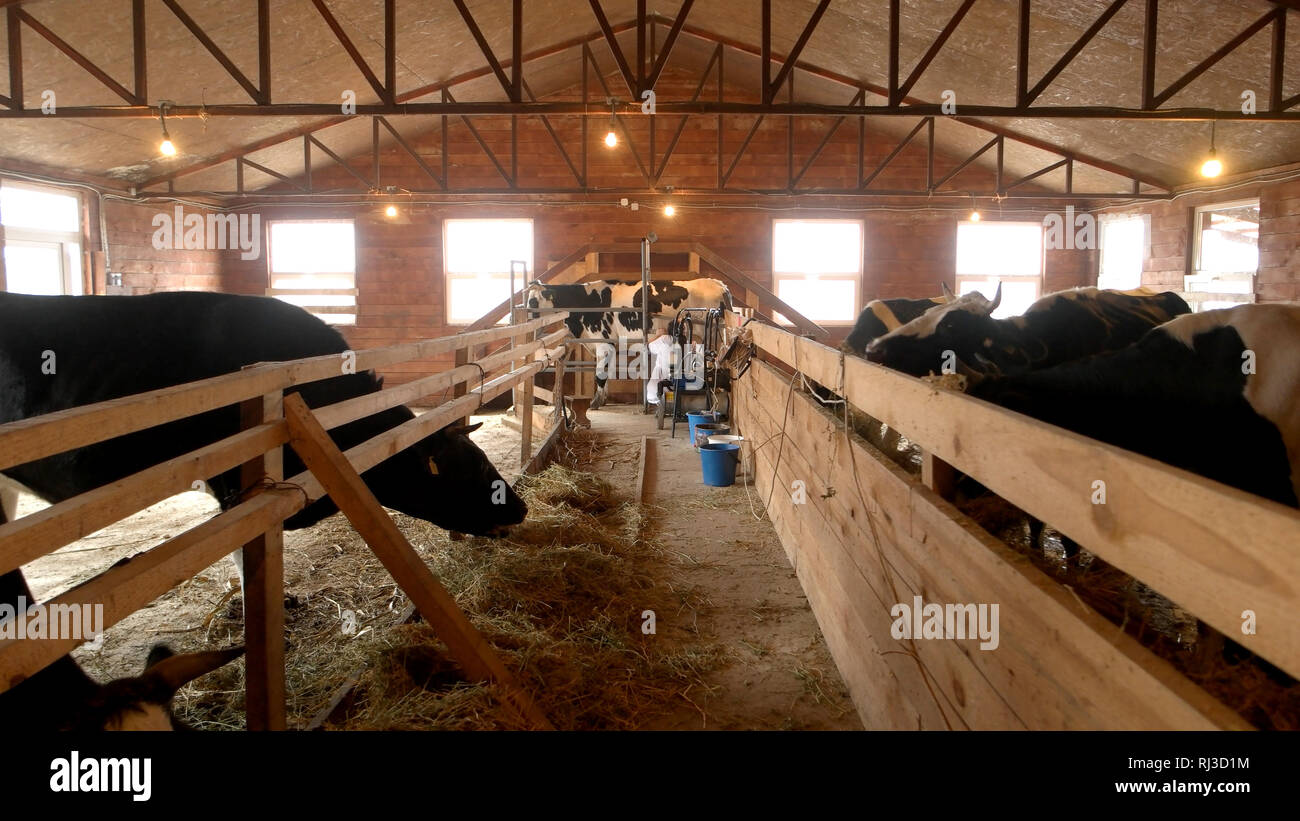 Modern farm cowshed with milking cows eating hay Stock Photo - Alamy