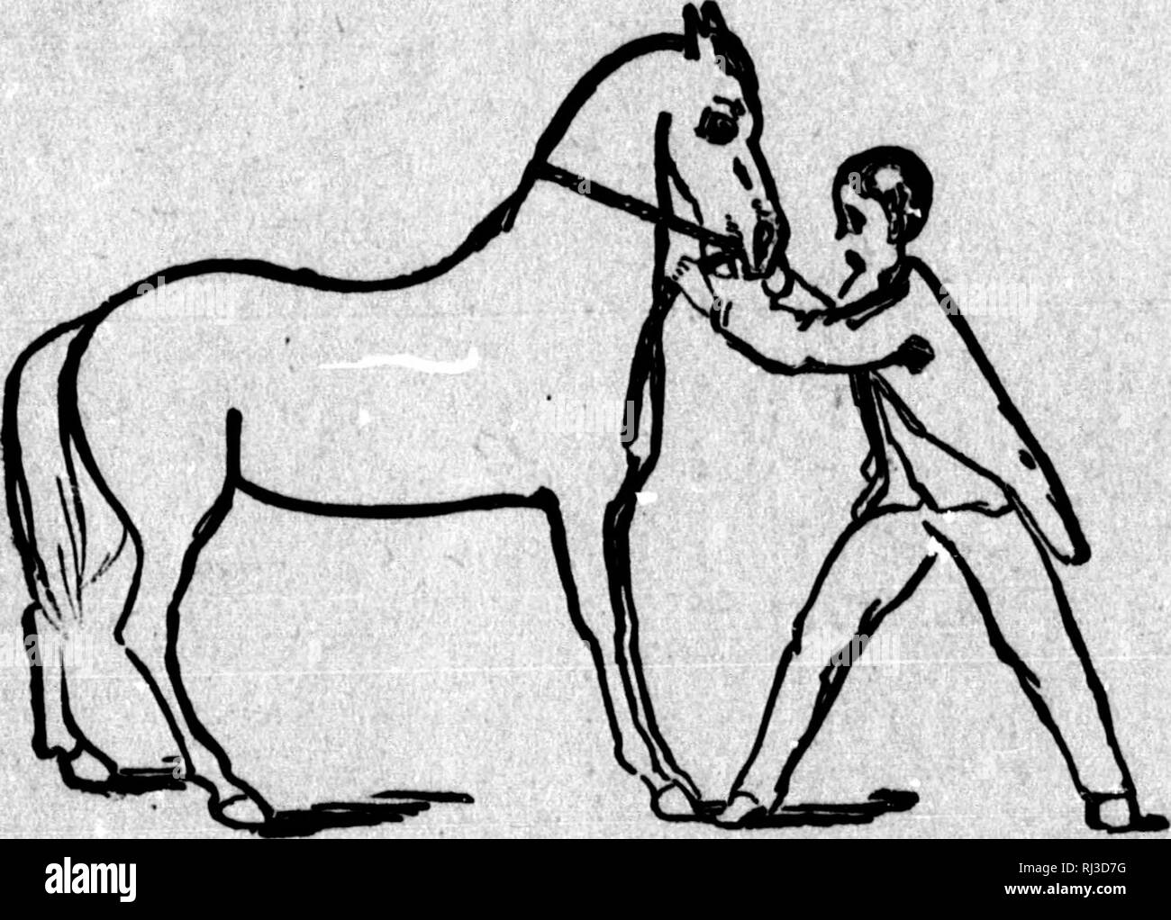 Horse bite Black and White Stock Photos & Images - Alamy