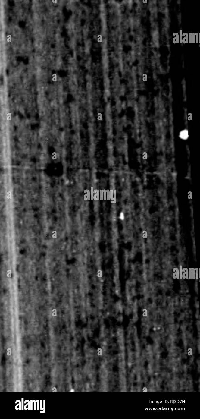 Developed gill rakers hi-res stock photography and images - Alamy