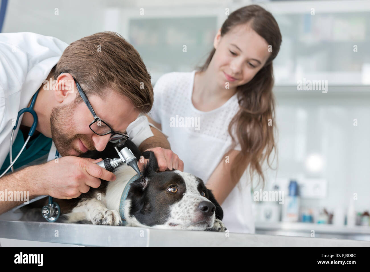 Girl looking at veterinary doctor examining dog's ear through otoscope ...