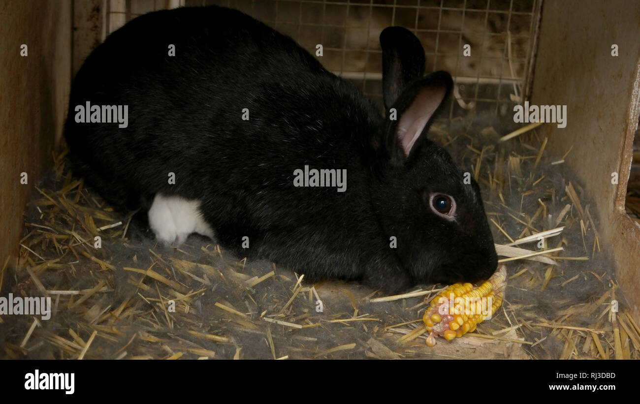 Close up black female rabbit in cage Stock Photo - Alamy