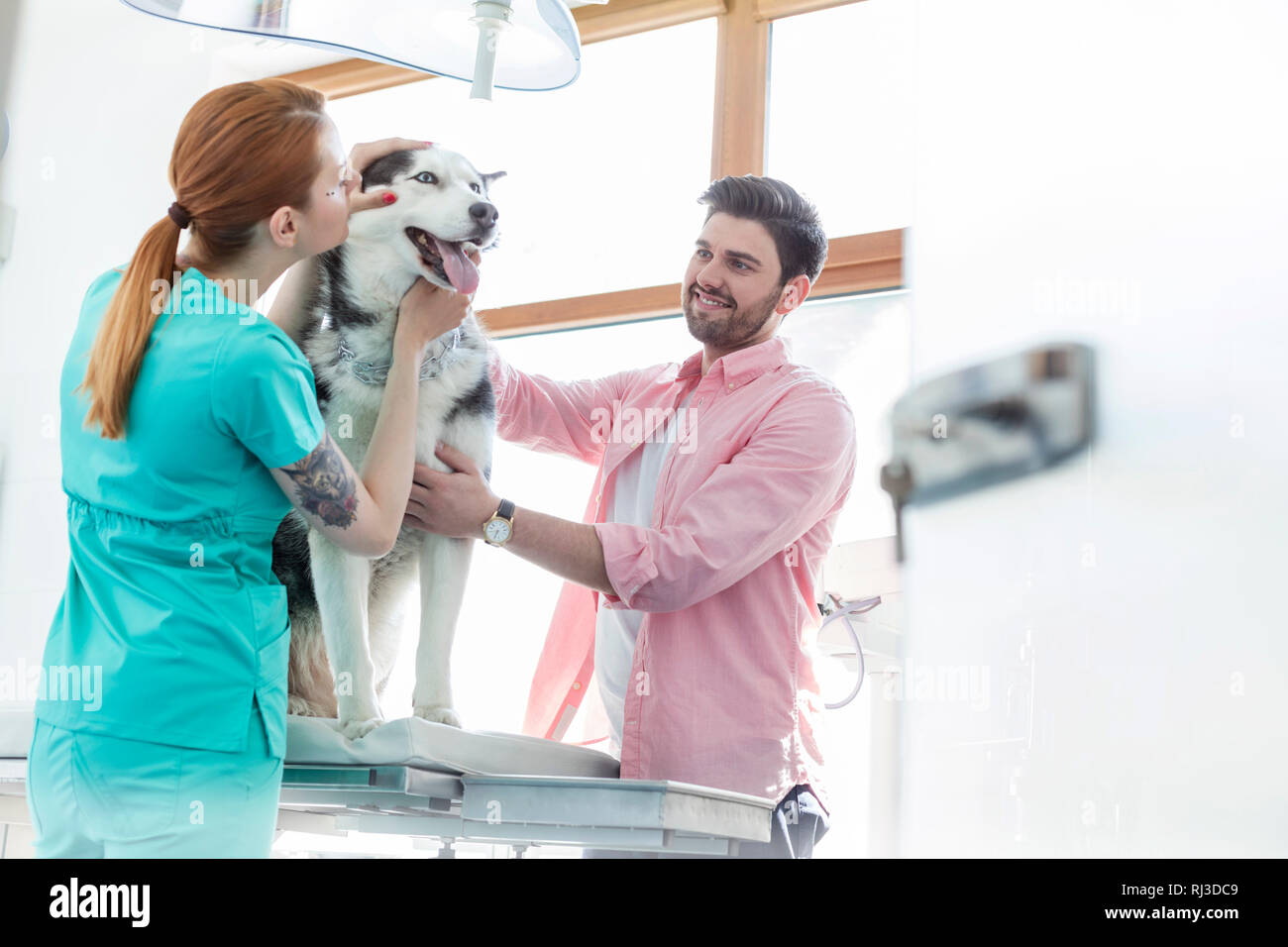 Doctor examining husky while owner standing at veterinary clinic Stock ...