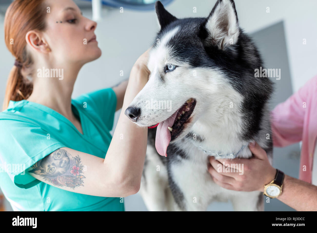 Veterinary checkup hi-res stock photography and images - Alamy