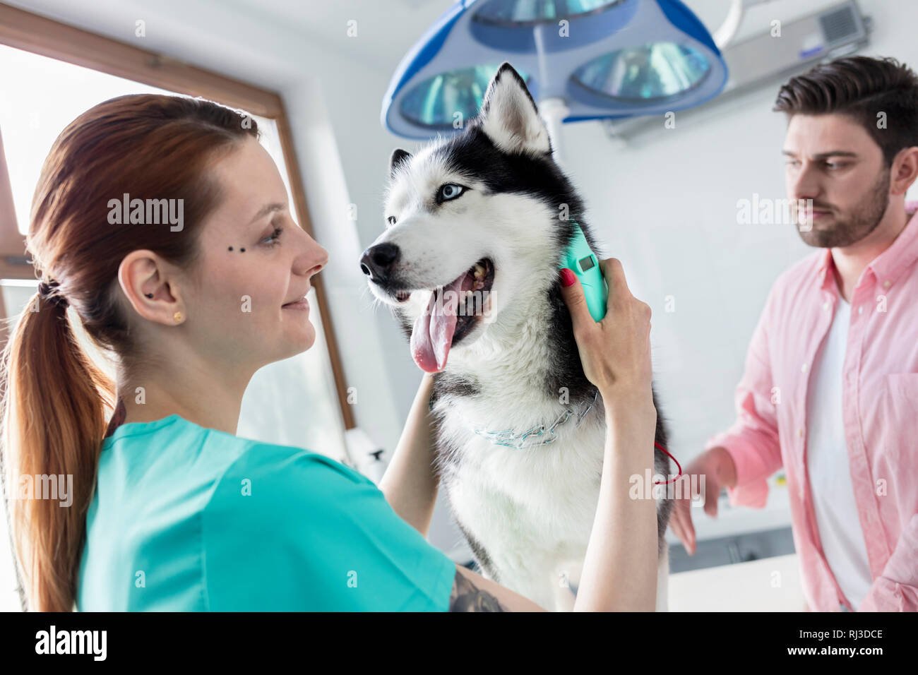 Doctor examining husky dog while owner standing at veterinary clinic ...