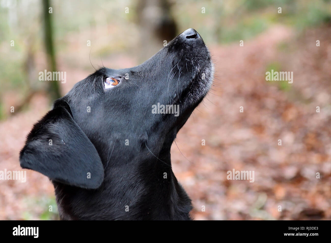 Head shot of a cute black Labrador looking upwards Stock Photo - Alamy