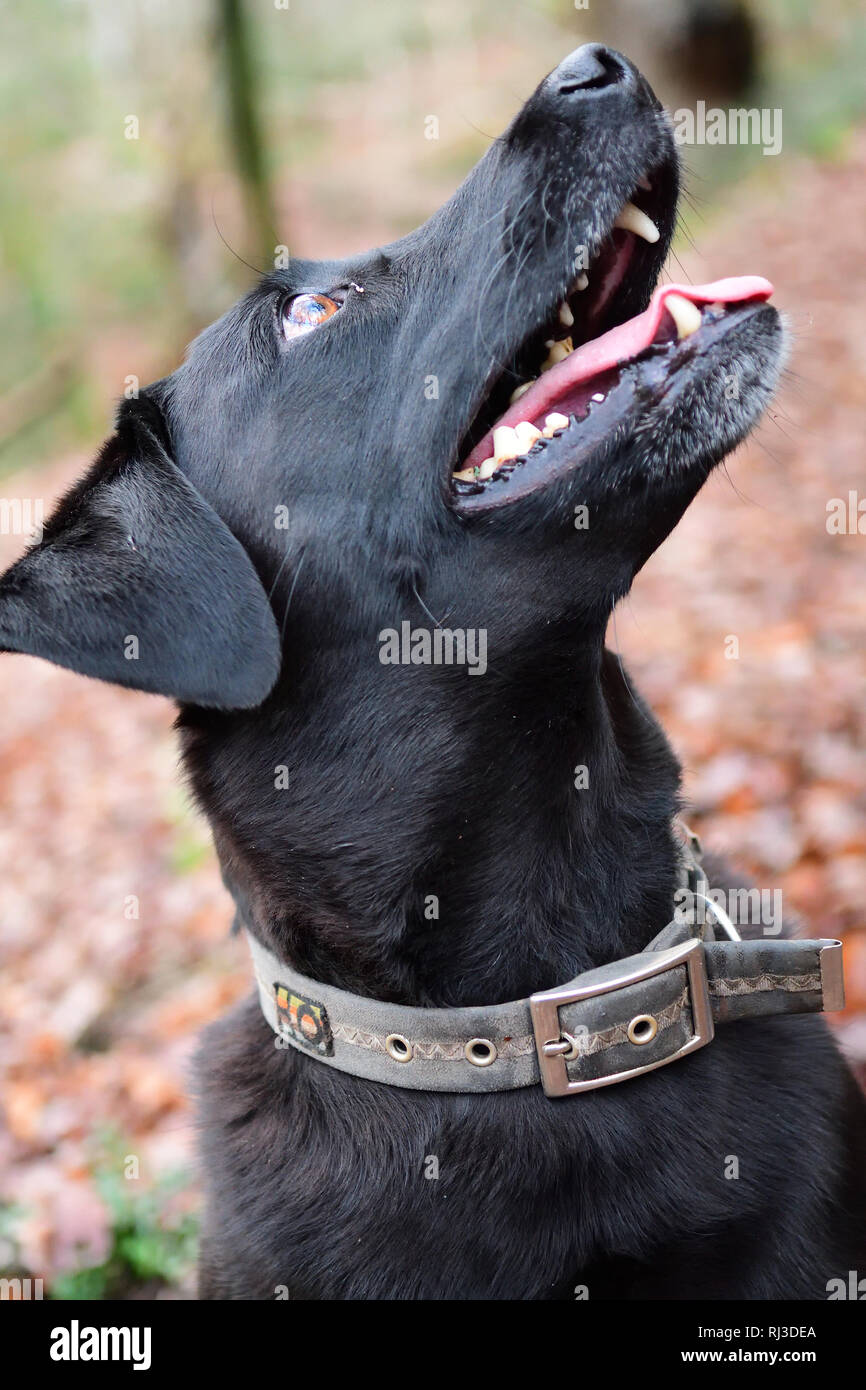 Head shot of a cute black Labrador looking upwards Stock Photo - Alamy