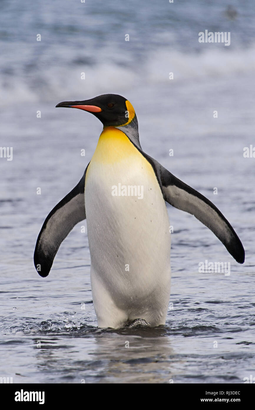 Emperor penguin swimming antarctica hi-res stock photography and images ...