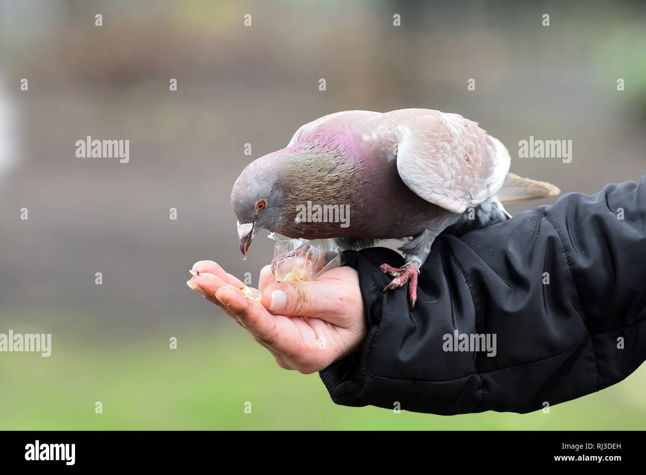 Tame pigeon hi-res stock photography and images - Alamy
