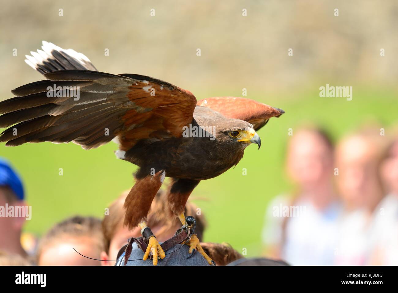 Harris hawk perching hi-res stock photography and images - Alamy