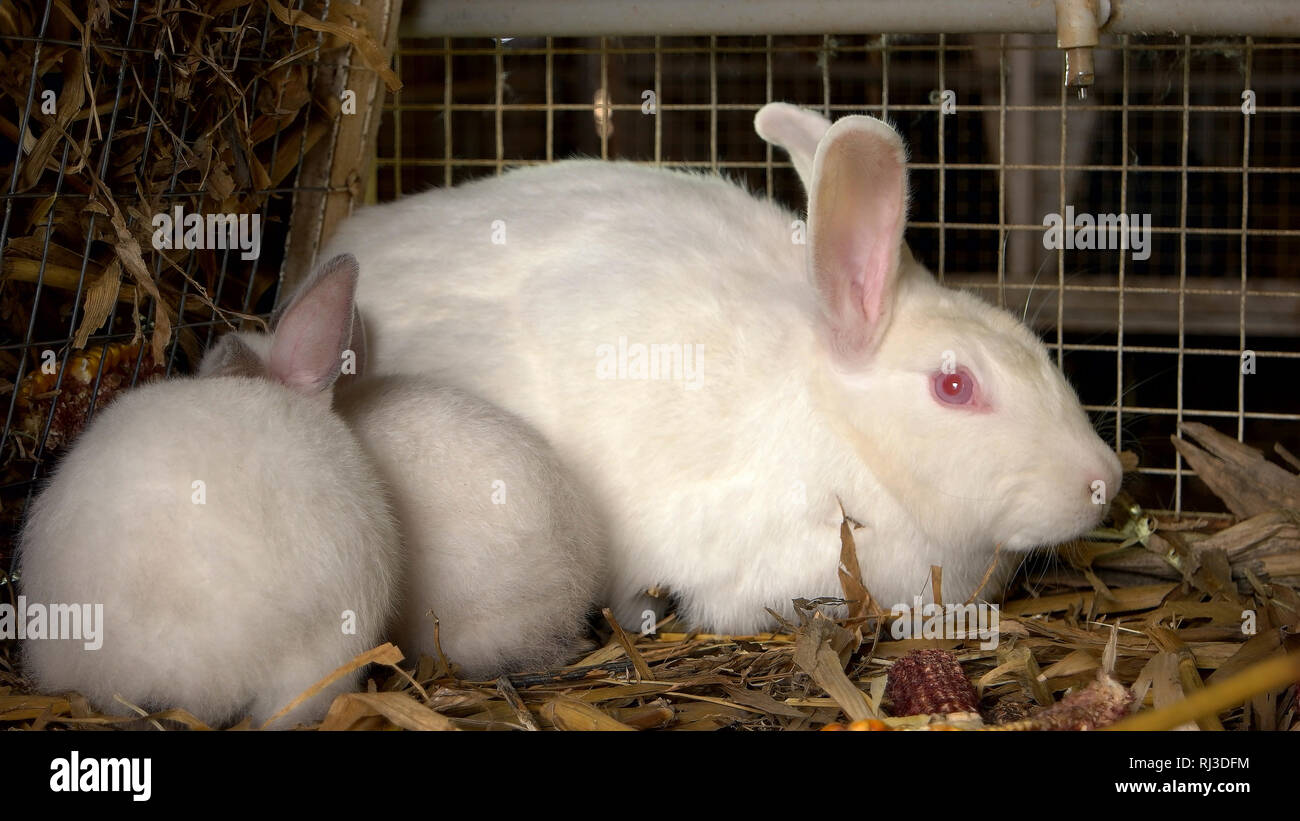 Mother rabbit with two babies Stock Photo - Alamy