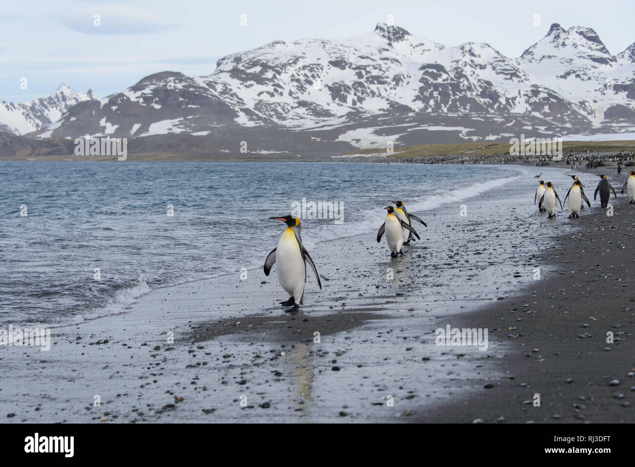 King penguins going from sea Stock Photo - Alamy