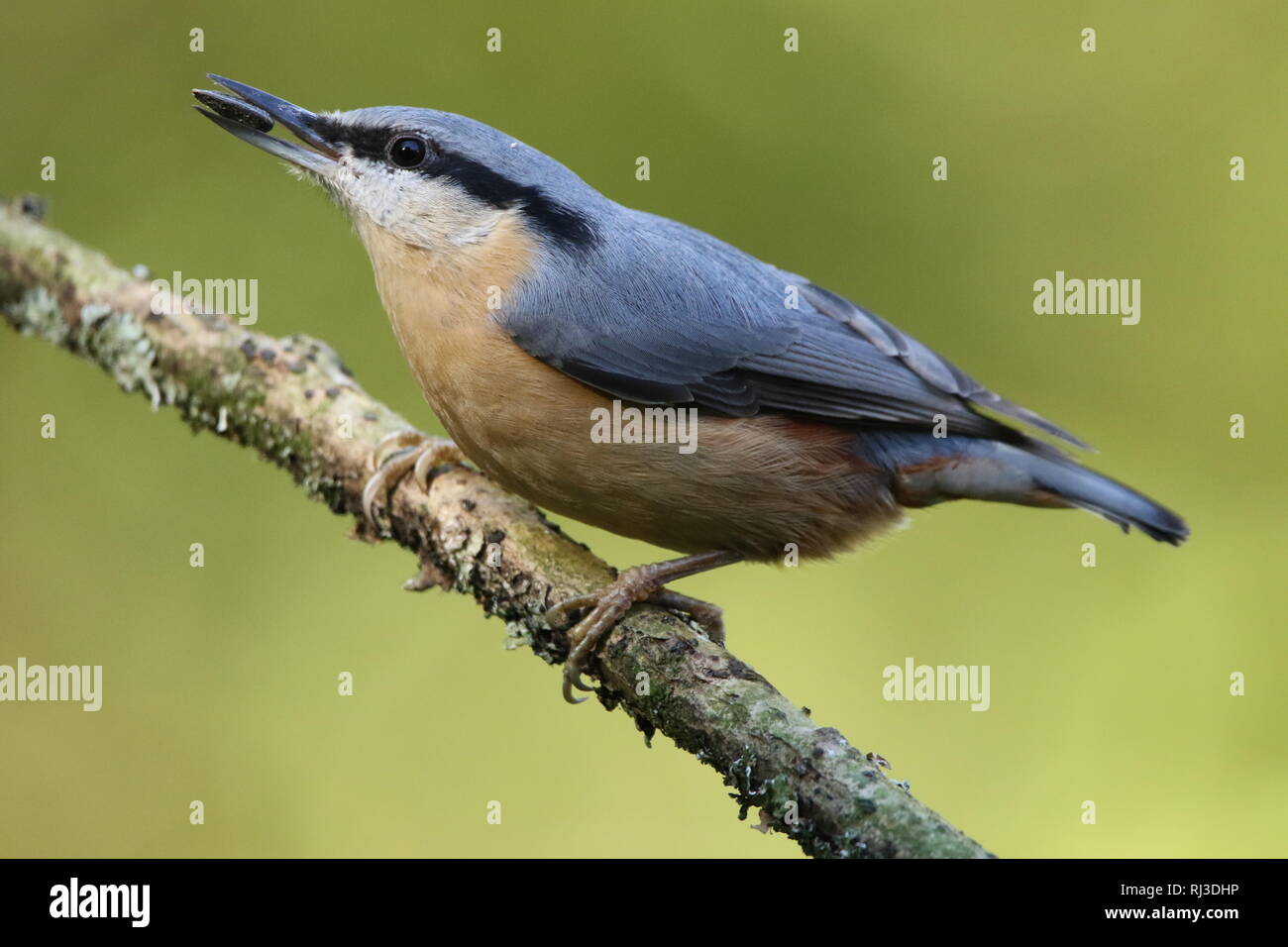Eurasian nuthatch hi-res stock photography and images - Alamy