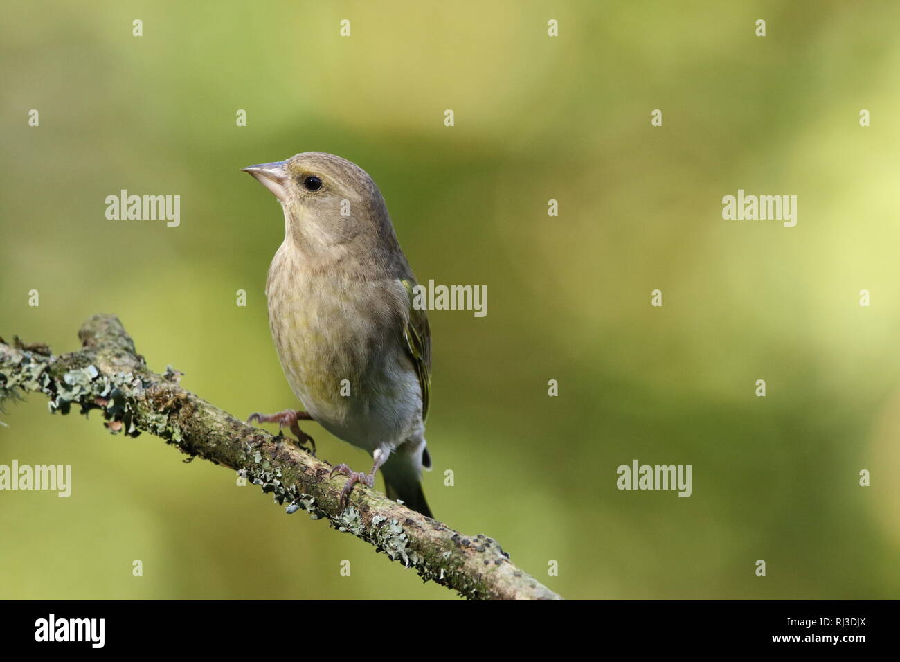 Female greenfinch identification hi-res stock photography and images ...