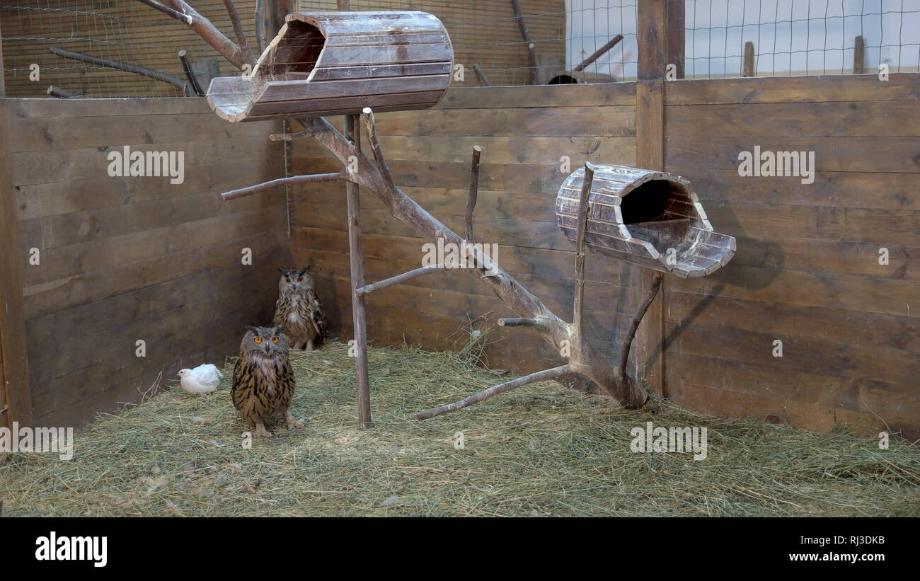Inside the owl house hi-res stock photography and images - Alamy