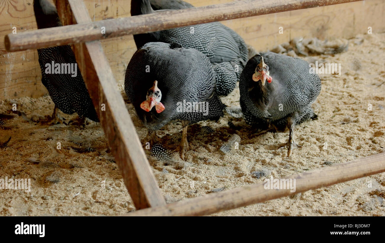 Farm pheasants in cage Stock Photo - Alamy