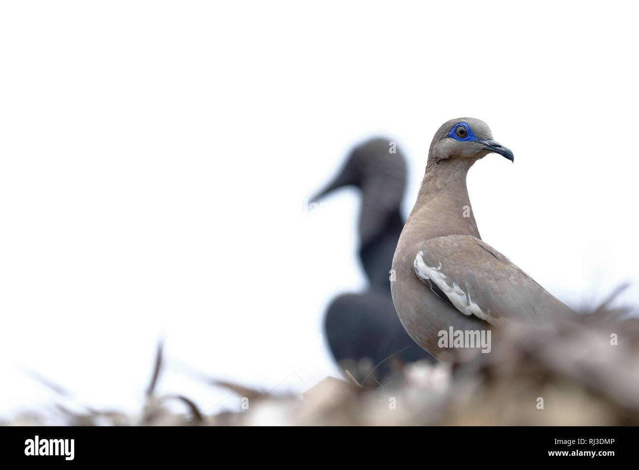 West peruvian dove hi-res stock photography and images - Alamy