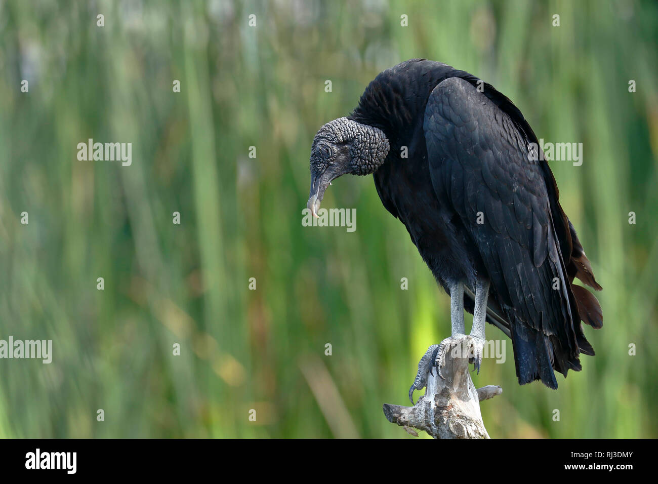 Black vulture (Coragyps atratus) portrait in detail taken in freedom ...