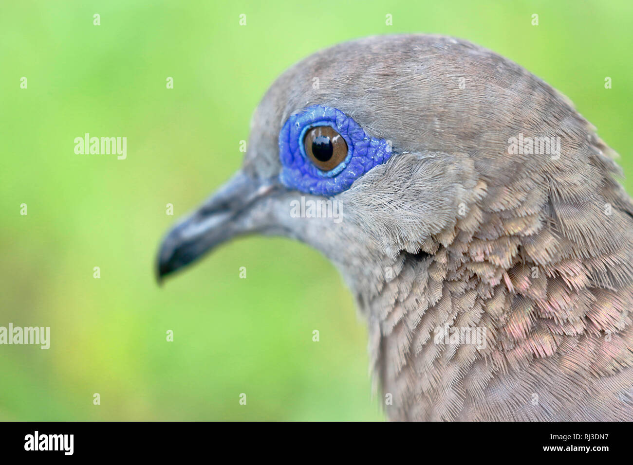 West peruvian dove hi-res stock photography and images - Alamy