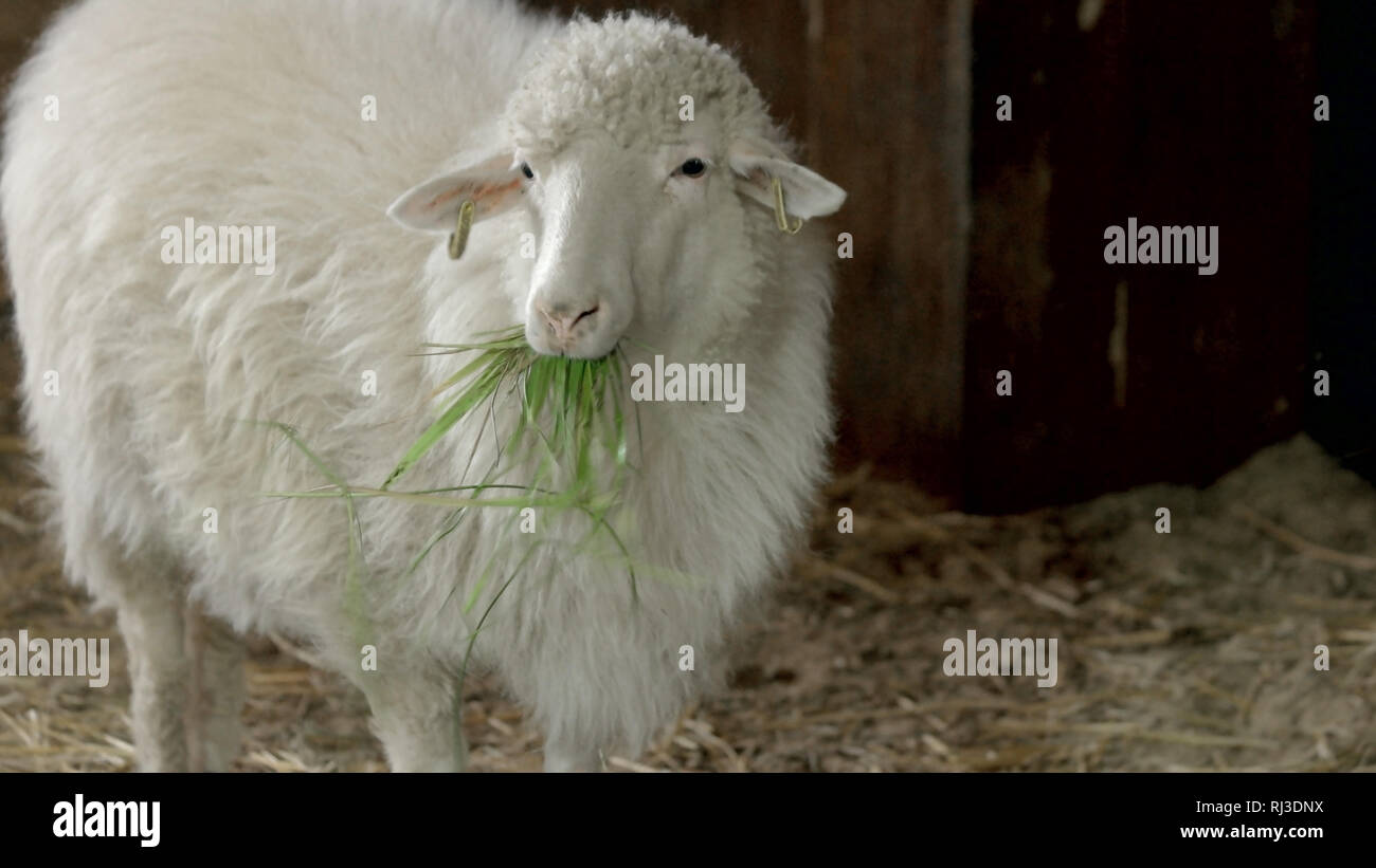 Cute white sheep eating green grass Stock Photo - Alamy