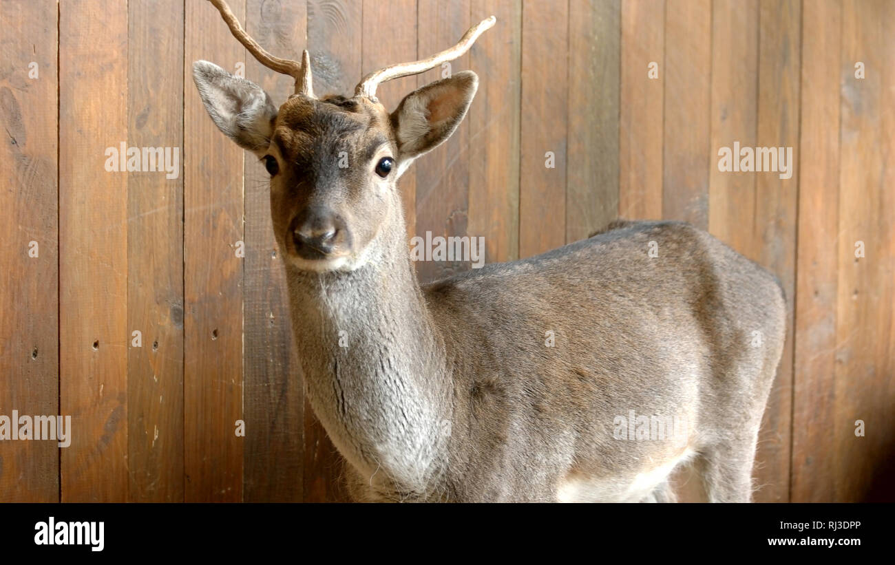 Stag industrial hi-res stock photography and images - Alamy