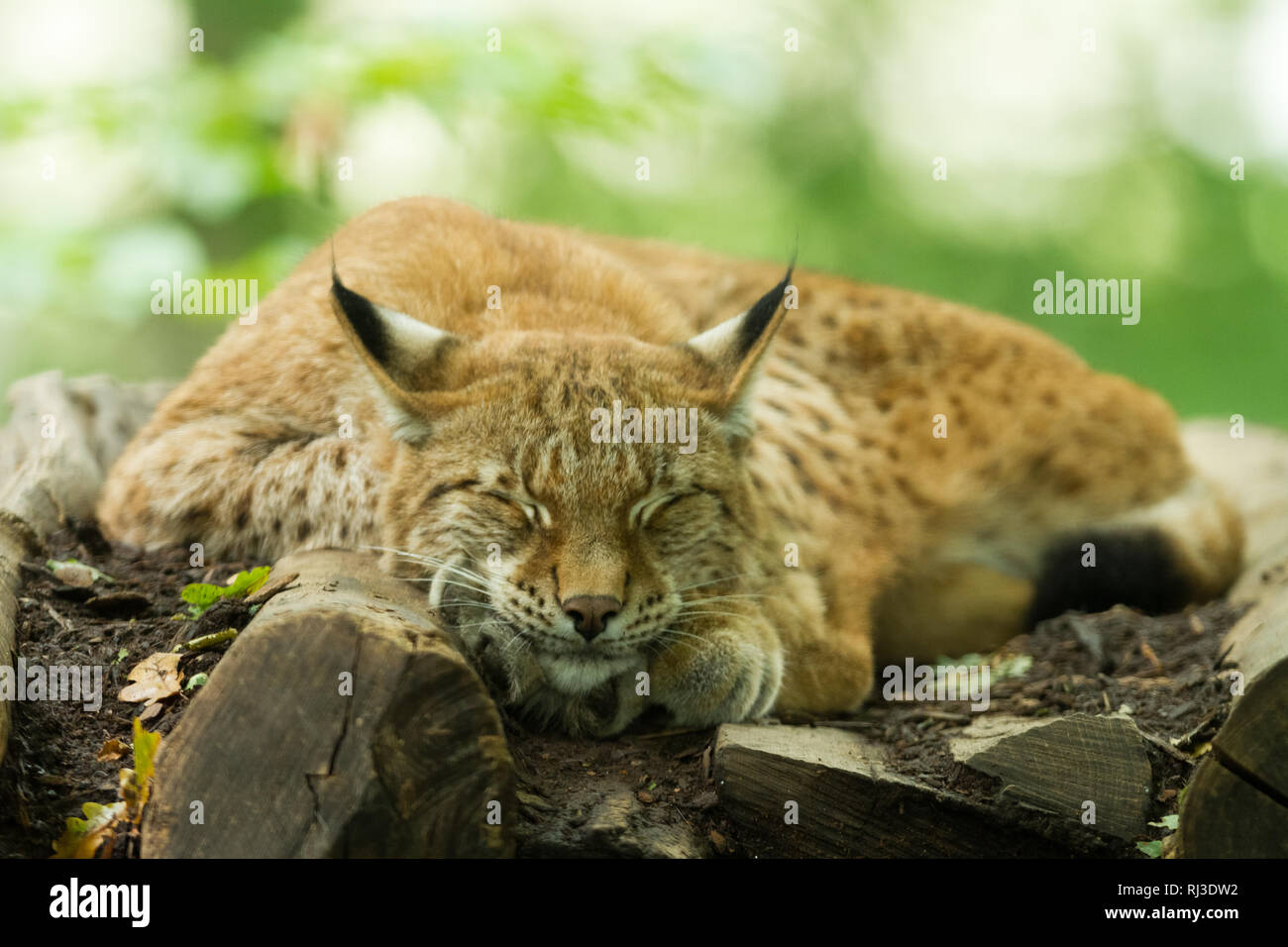 Lynx in the forest Stock Photo - Alamy