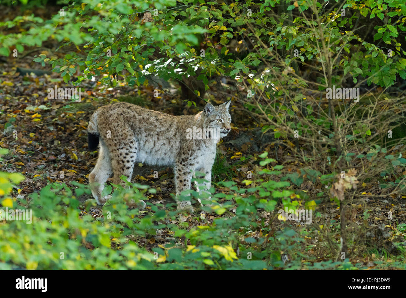 Lynx in the forest Stock Photo - Alamy
