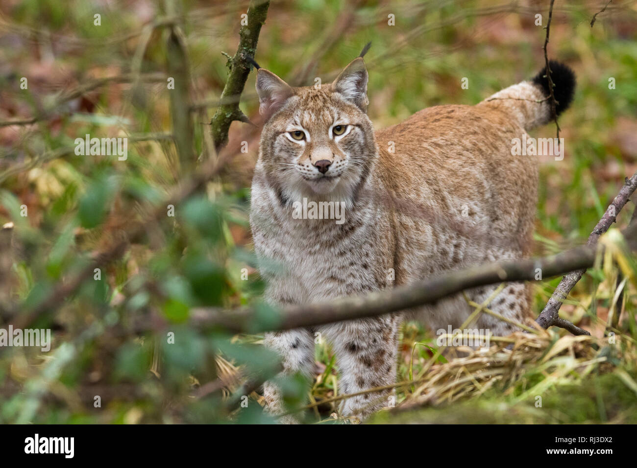 Lynx in the forest Stock Photo - Alamy