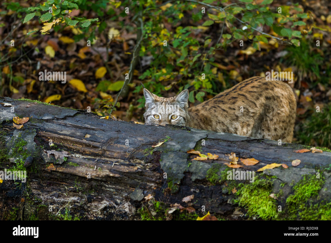 Lynx in the forest Stock Photo - Alamy