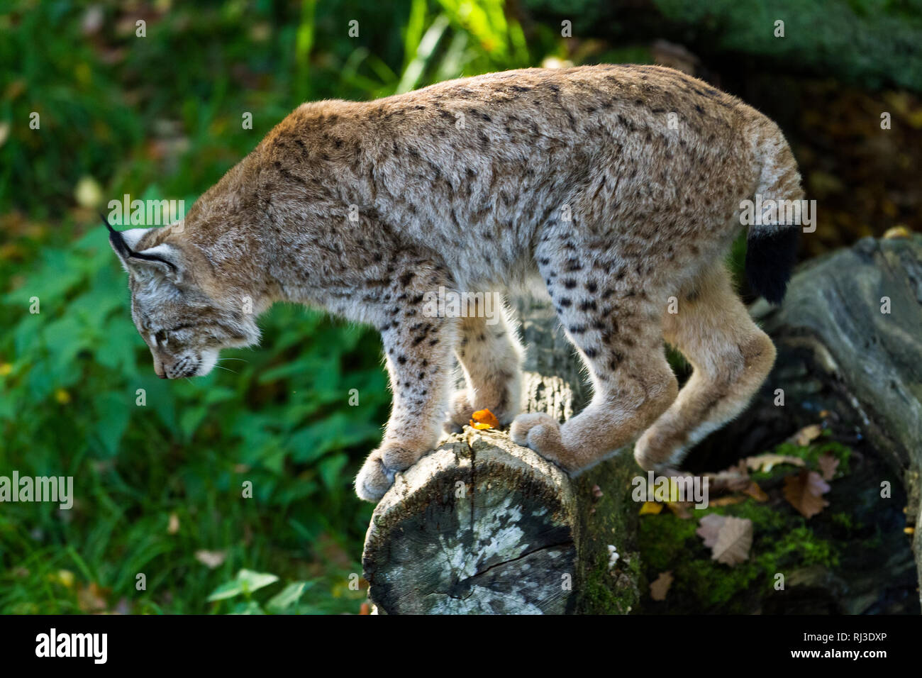 Lynx in the forest Stock Photo - Alamy